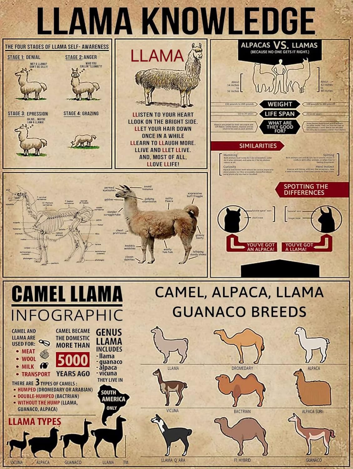 Amazon.com : Llama Knowledge Metal Tin Signs Camel Alpaca Llama Guanaco ...