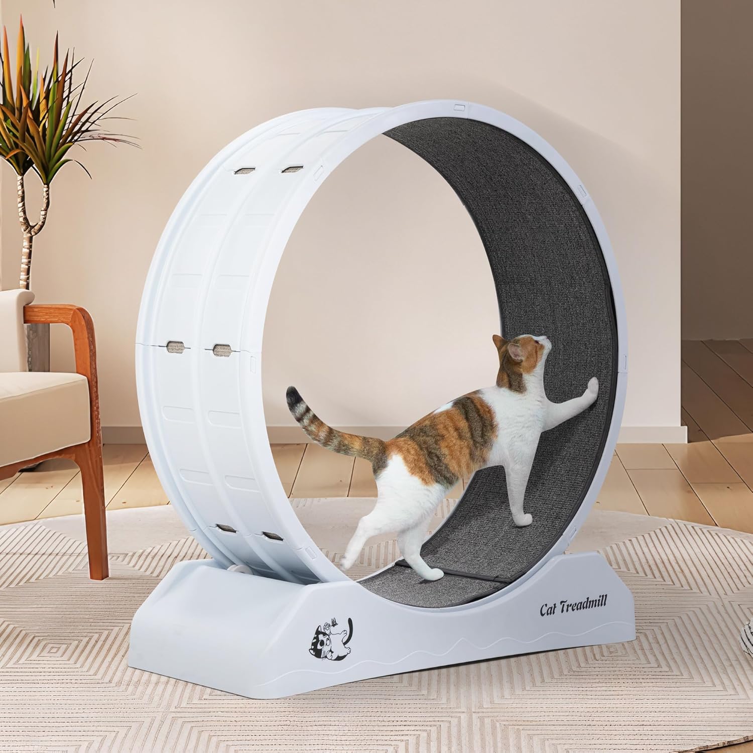 Amazon.com: Large Cat Exercise Wheel with Carpeted Runway for Indoor ...