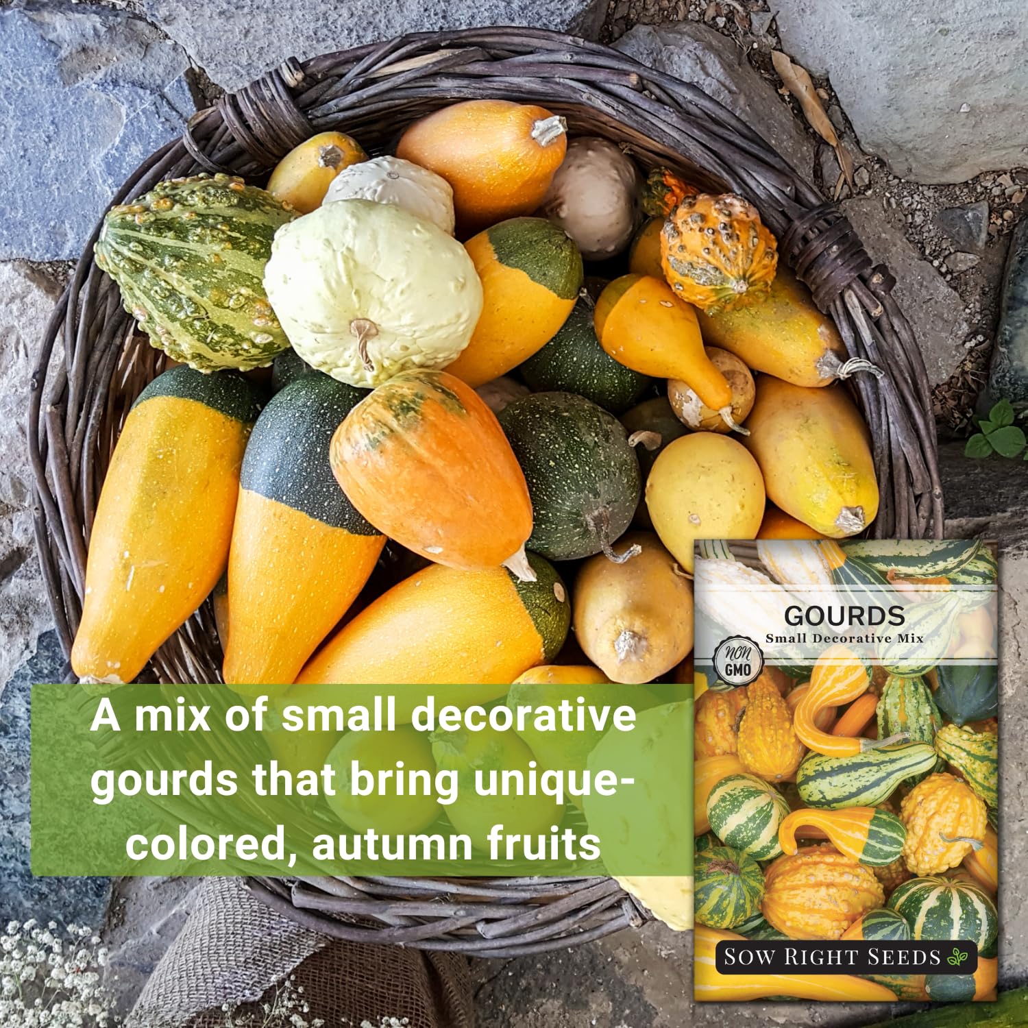 Planting Ornamental Gourds Garden Organic | Dudi, Bottle Gourd