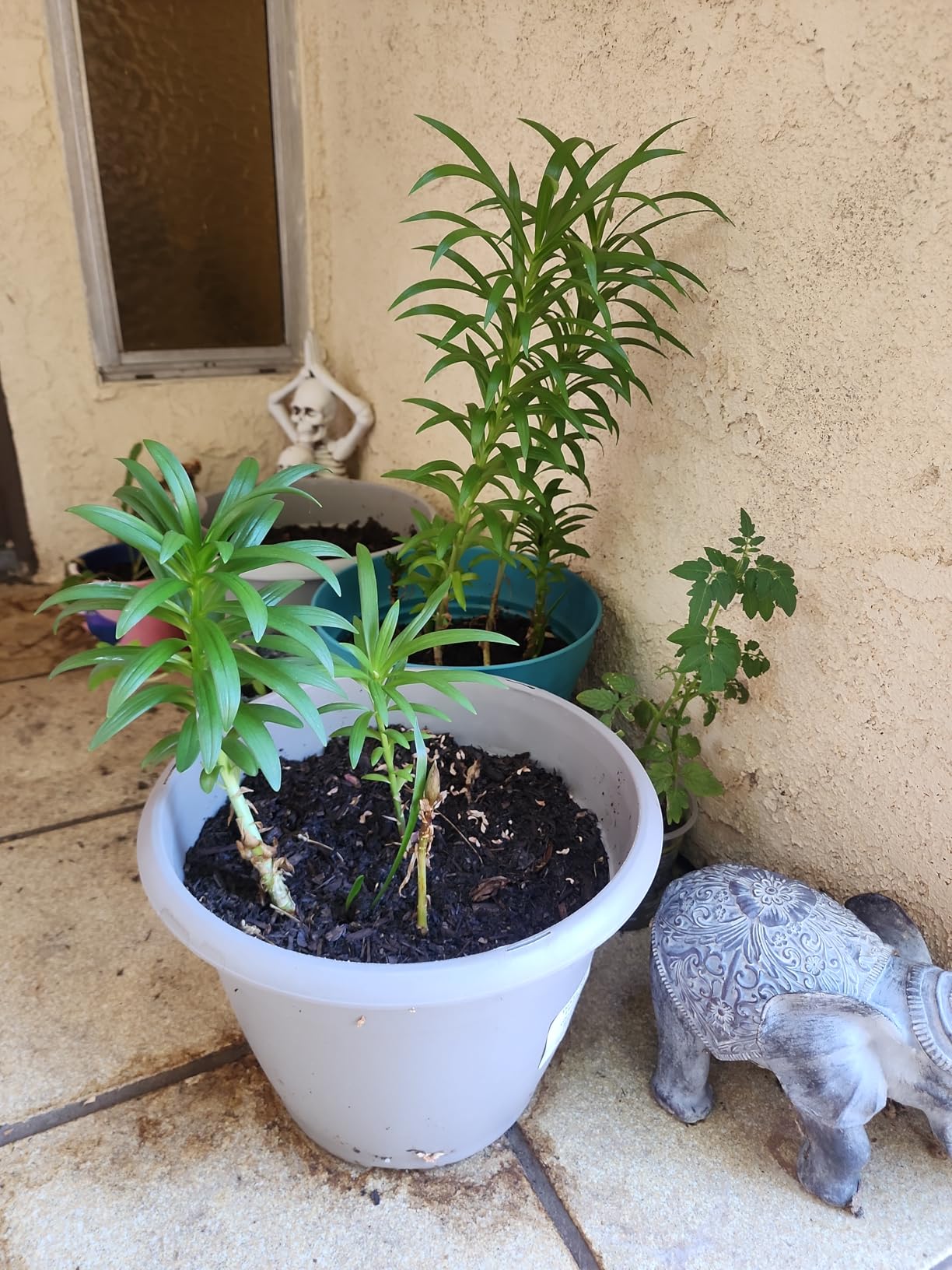 $6/mo - Finance Asiatic Lilies Mix (10 Pack of Bulbs) - Freshly Dug ...