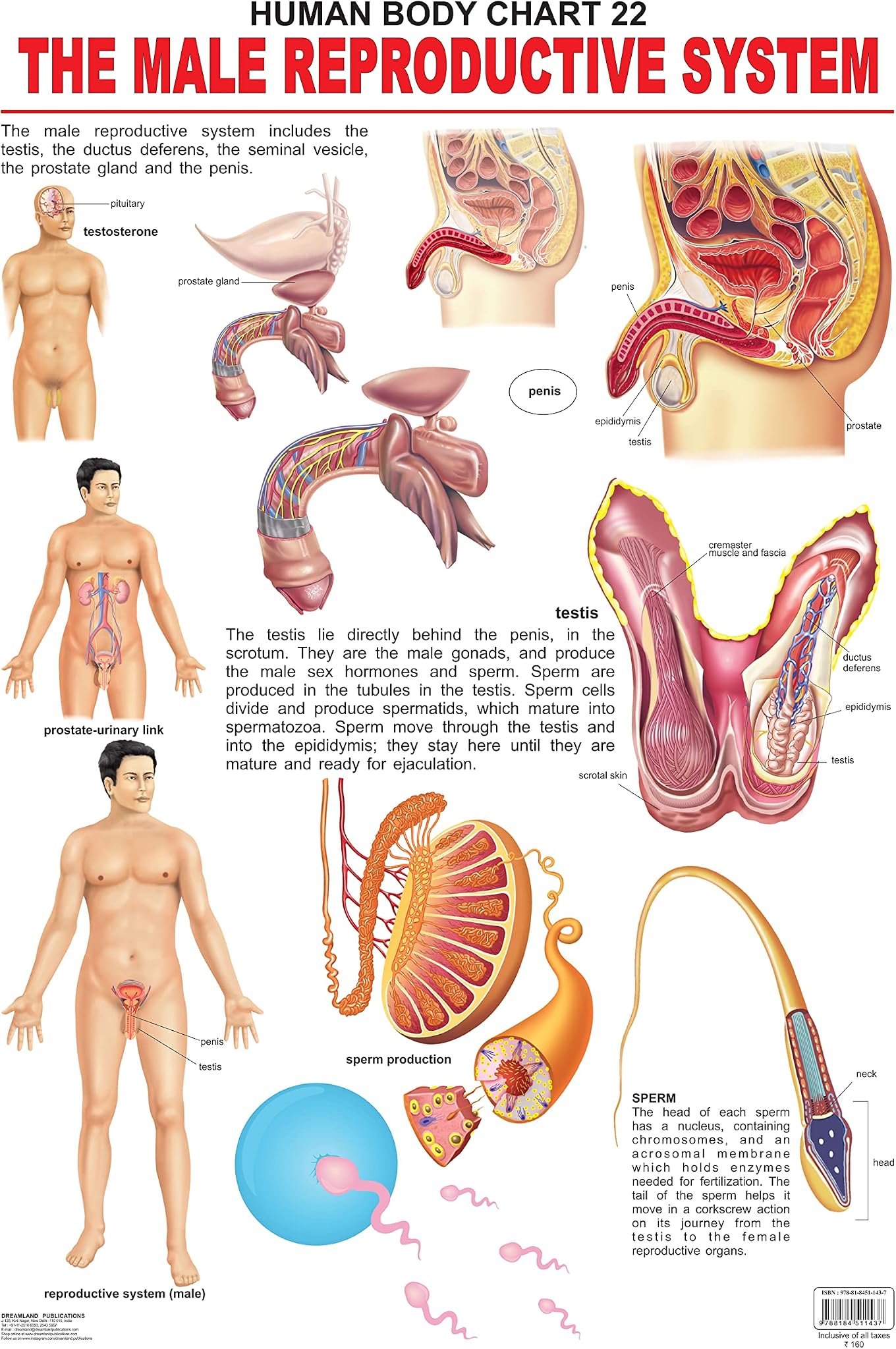 The Male Reproductive System Wall Chart Human Body Chart | Desertcart ...