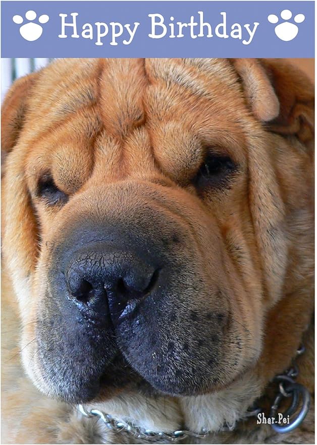 Shar Pei, Dog Birthday Card : Amazon.co.uk: Stationery & Office Supplies