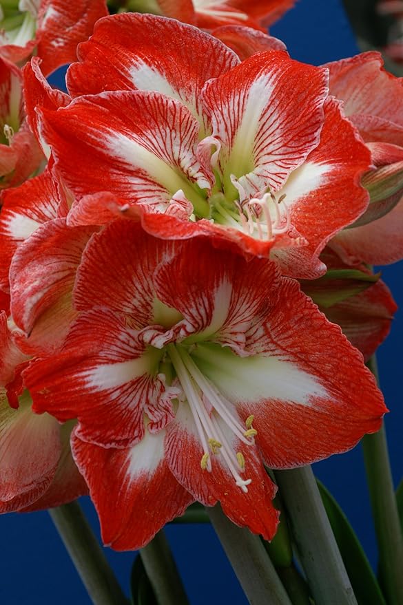 Amazon.com : Bloomsz Economy Minerva Amaryllis Bulb Plant (3 Pack ...