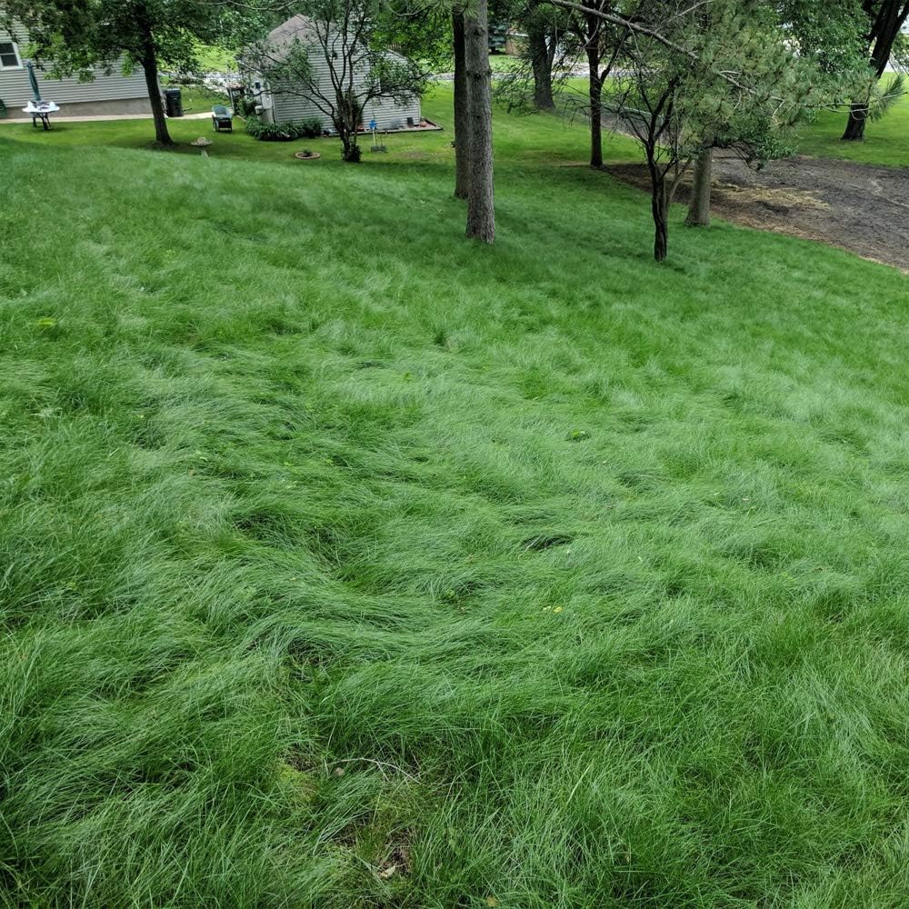 Amazon.com : JRK 4 Fescue, Low Grow No Mow Grass Seed Mix - 5 lbs ...