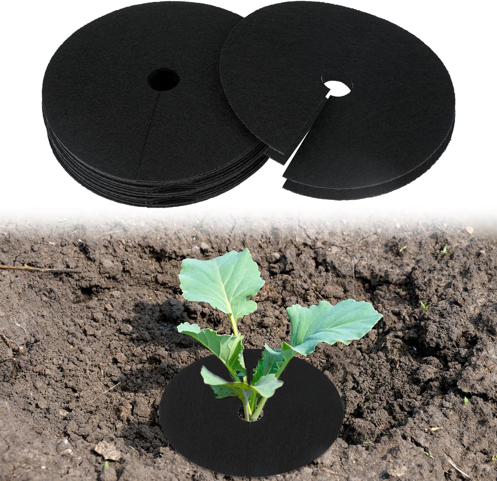 Agralan Slug Collars (Pack of 4) : Amazon.co.uk: Garden