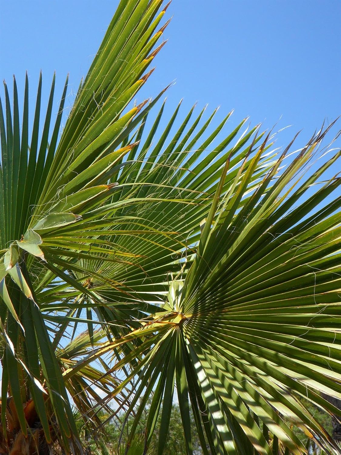 Direct Plants Hardy Trachycarpus Fortunei Exotic Evergreen Plant, Fan ...