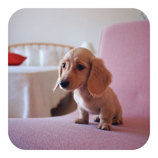 Moving Dog Backgrounds