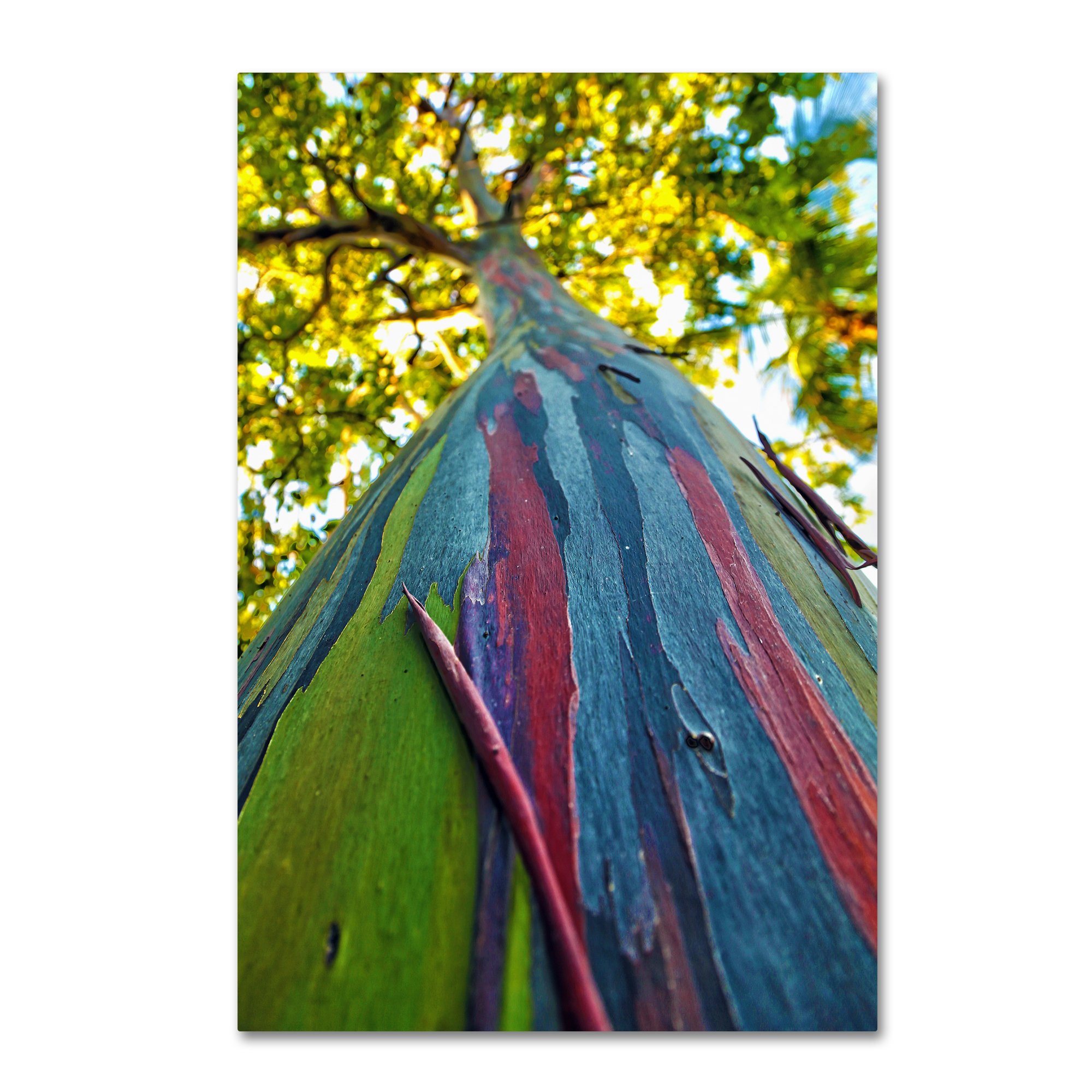 Rainbow Eucalyptus Tree Furniture