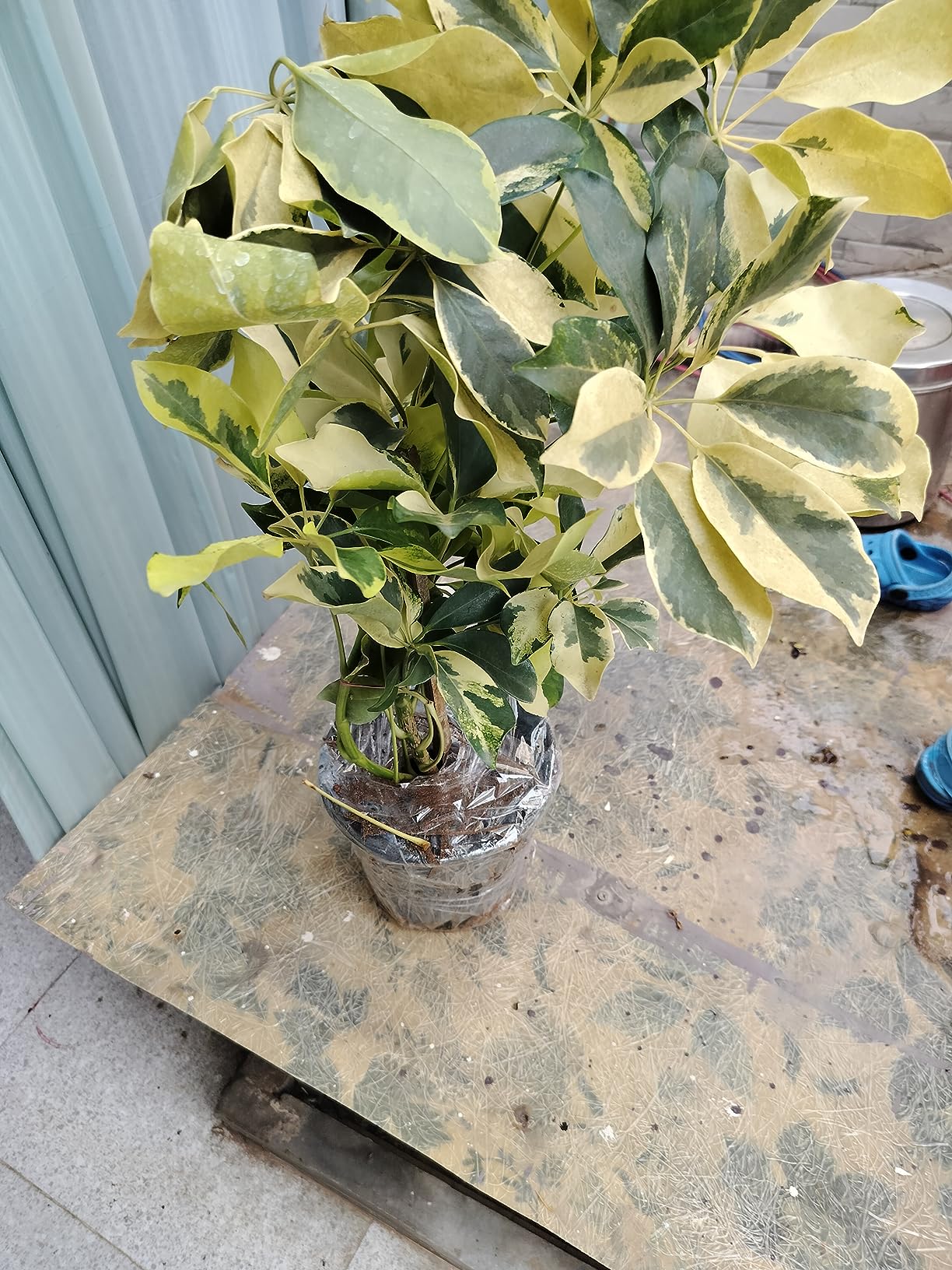 Garden Art New Imported Live Schefflera Varigated Broad Leaf Umbrella ...