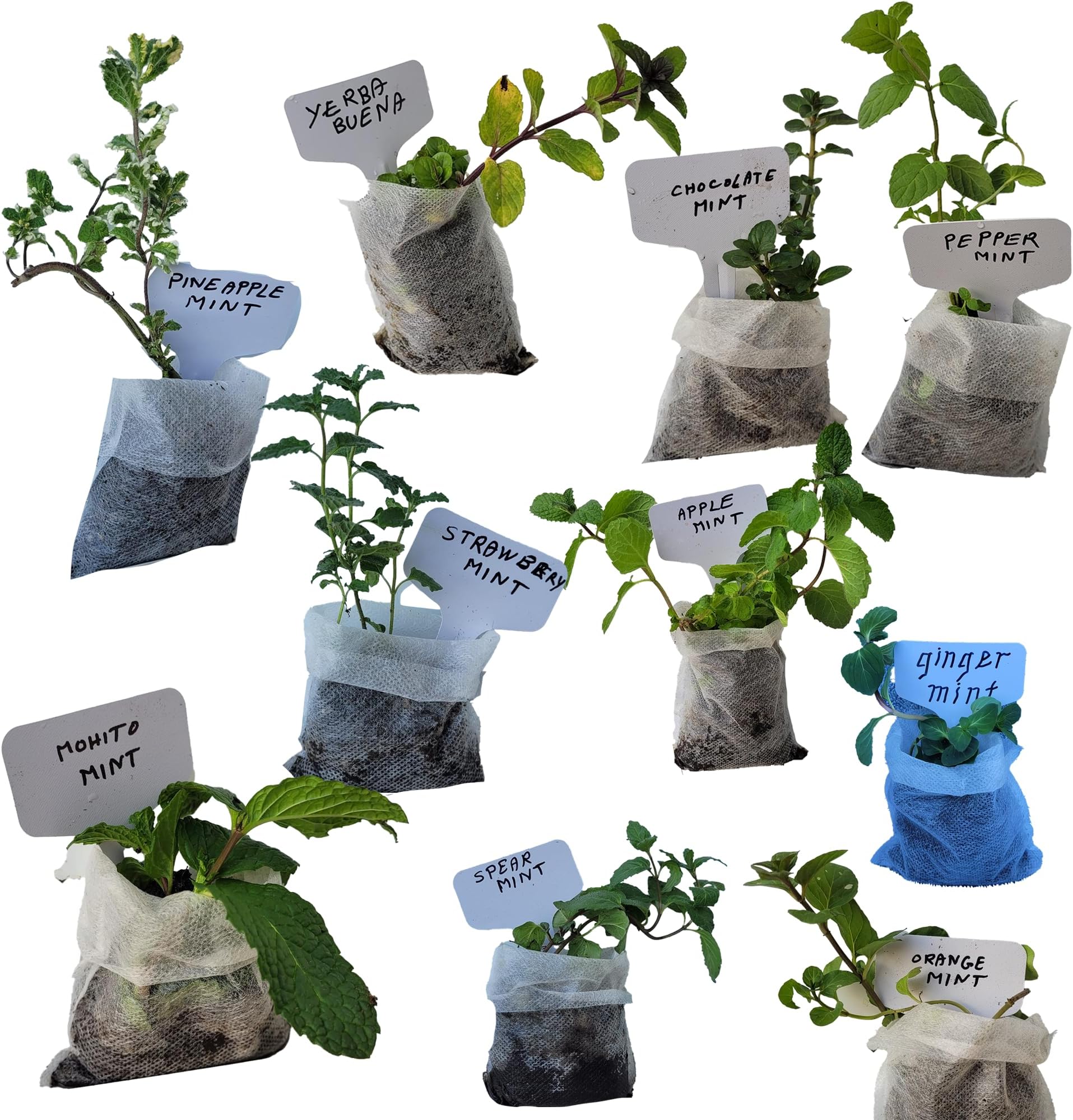 Amazon.com : Pineapple Mint Plants Live Indoors Outdoors, Well Rooted ...