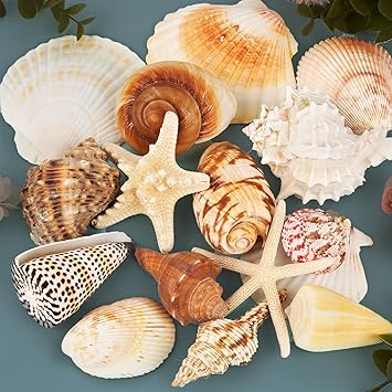 Amazon.com: JQAQJU Sea Shells for Decorating 15PCS Large Seashells ...