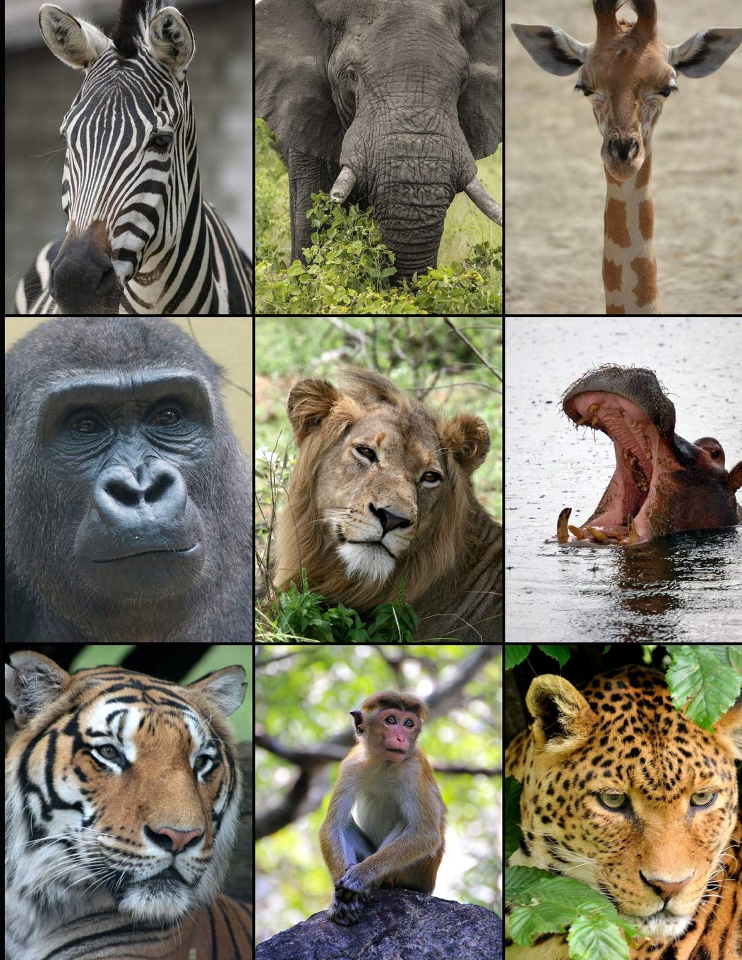Jungle Pictures With Animals Real