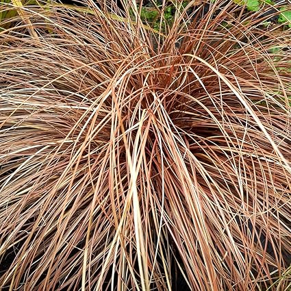 Amazon.co.jp: ITANSE カレックス ブロンコ 9cmポット 3個セット【品種で選べるカラーリーフ】ブロンズ色の葉が魅力的な品種です。この落ち着いた葉色は、花々や観葉植物の間に ...