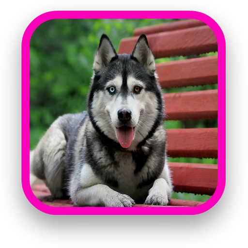 Husky Dog HD Wallpapers - App on Amazon Appstore