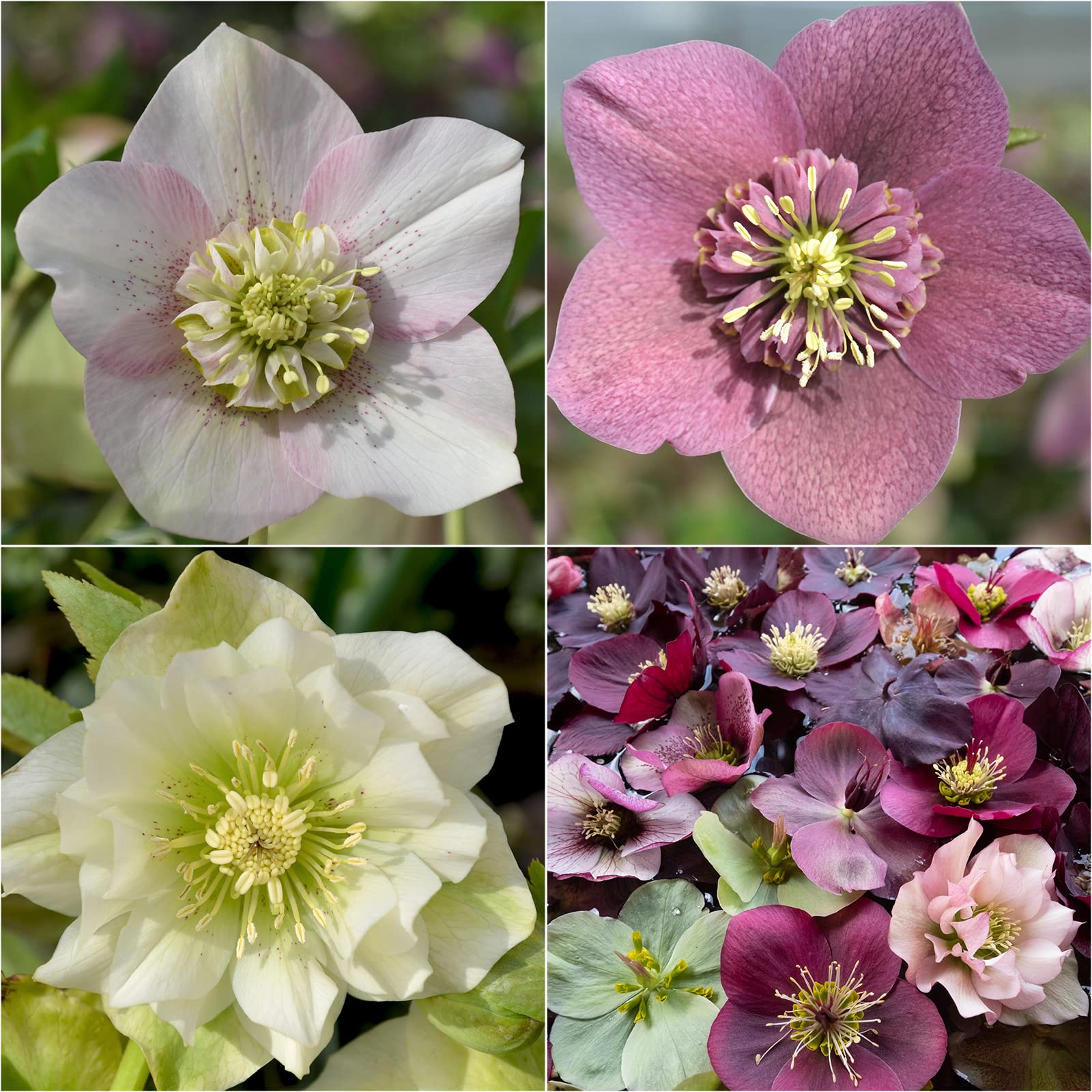 Hayloft Hellebore Mixed Collection | Mixed Varieties | Shade Loving | 3 ...