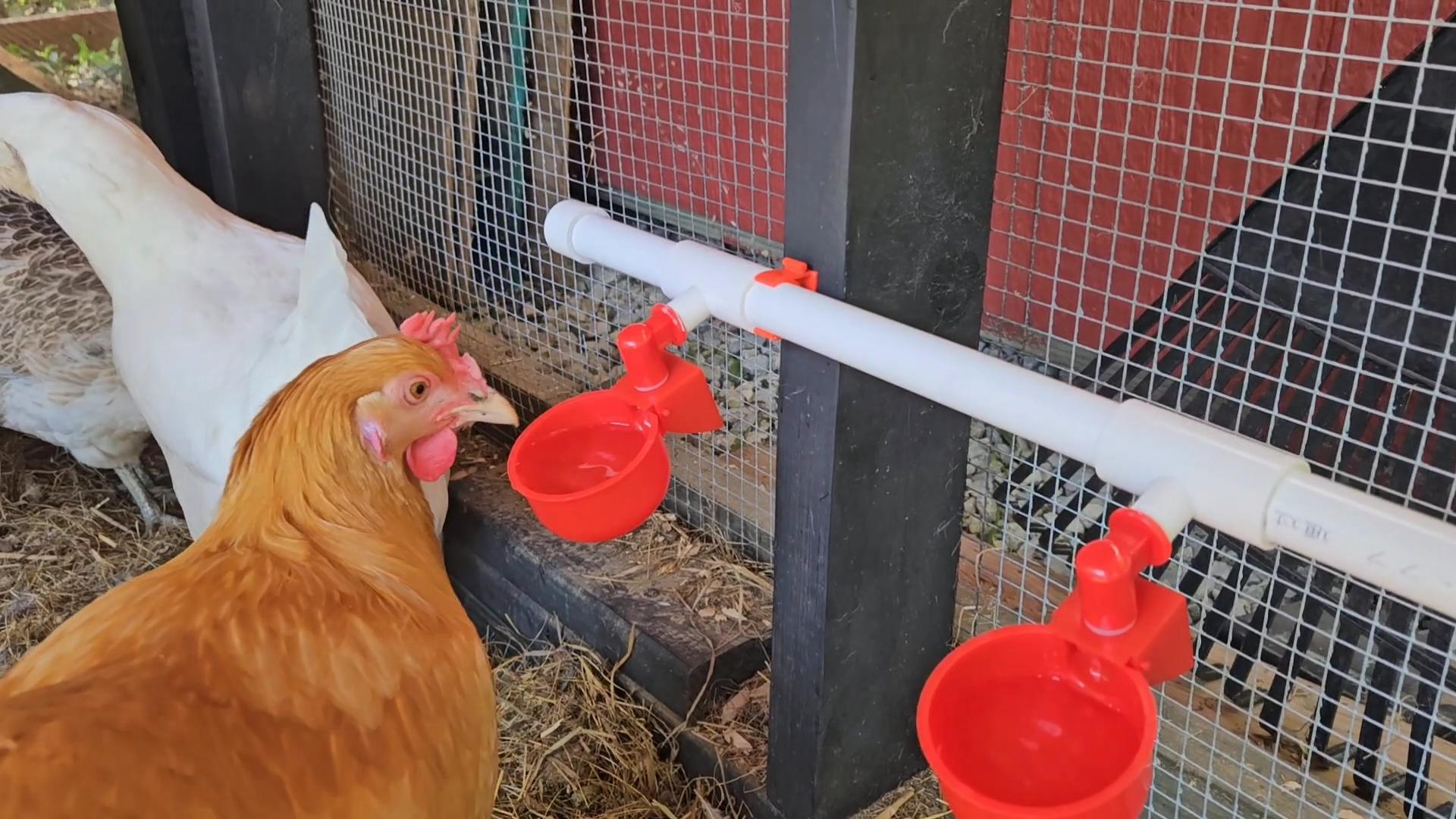 Diy Chicken Watering Systems Alexandra Brownfield (@graycedarhome)