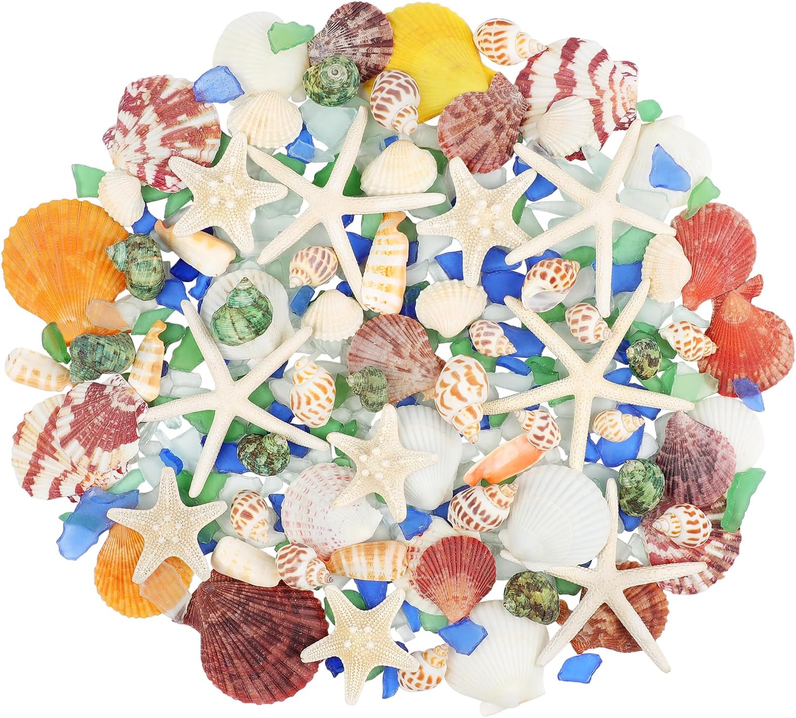 Amazon.com: Fangoo Beach Seashells Natural Starfish Conch Mixed with ...