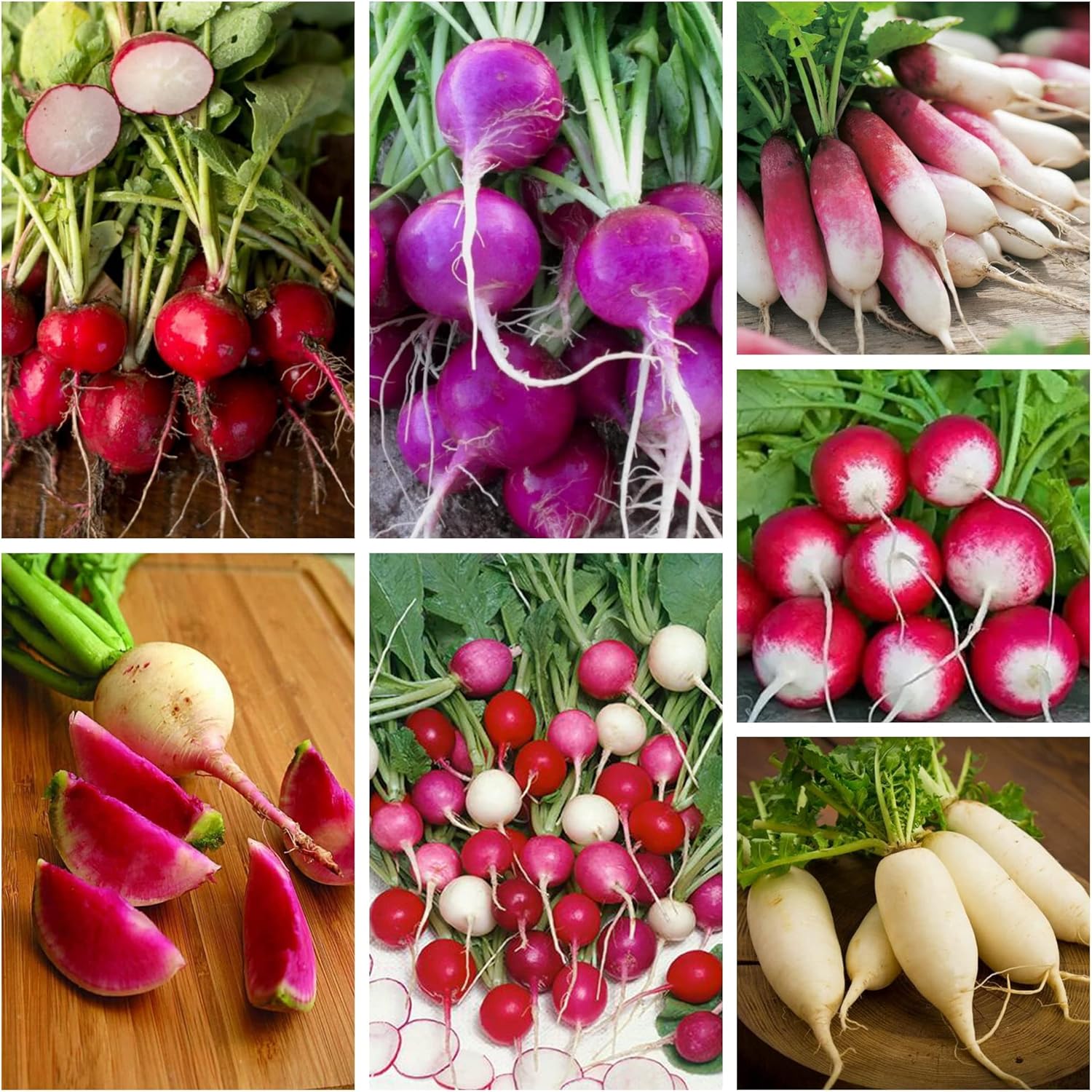 Amazon.com : 7 Types Radish Seeds - 900+ Seeds Including Cherry Belle ...