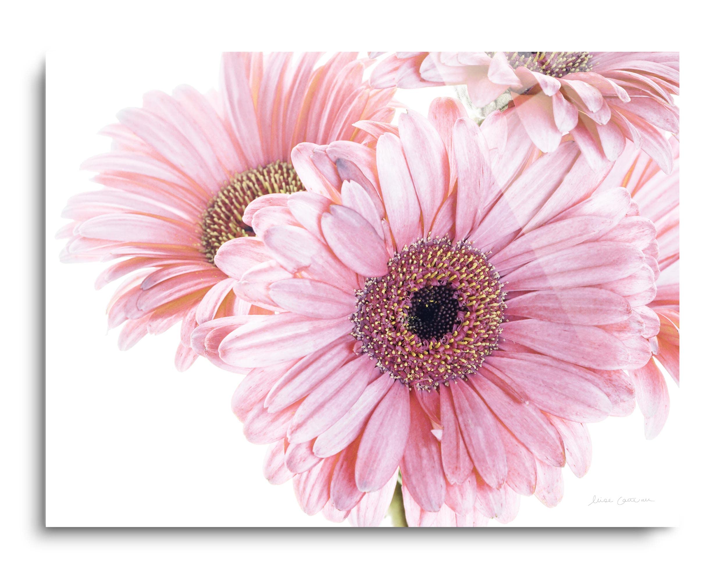 Gerber Daisy Paintings
