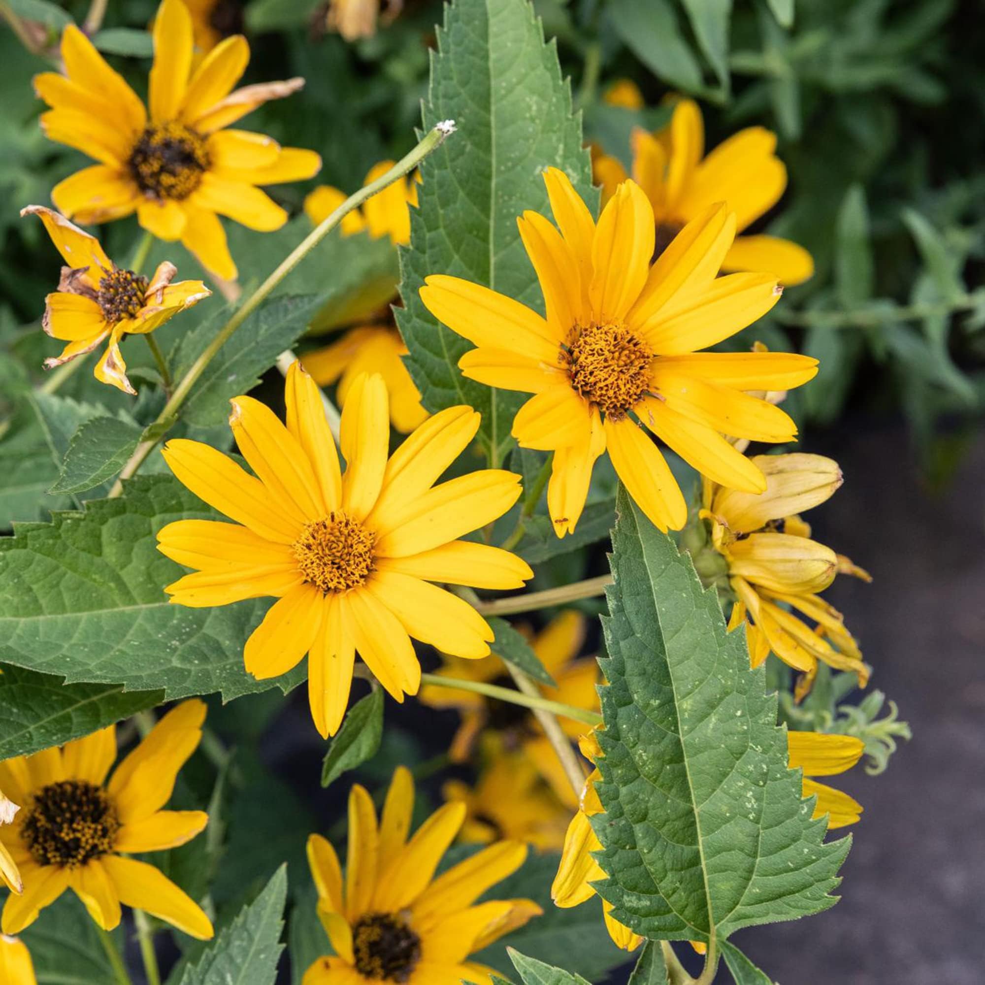 Amazon.com : 50 SUMMER SUN SUNDROPS Yellow Heliopsis Scabra False ...