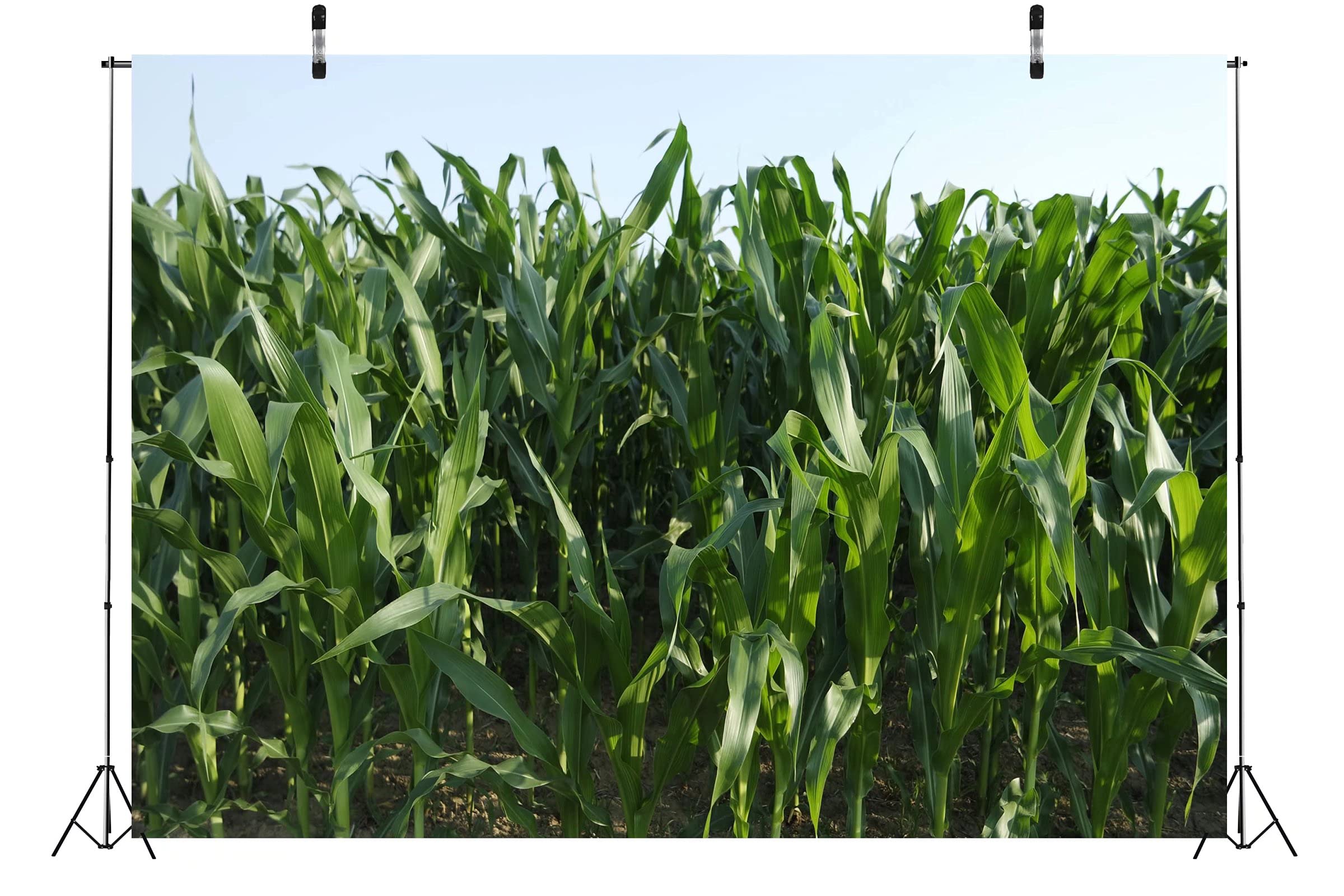 Cornfield Photoshoot