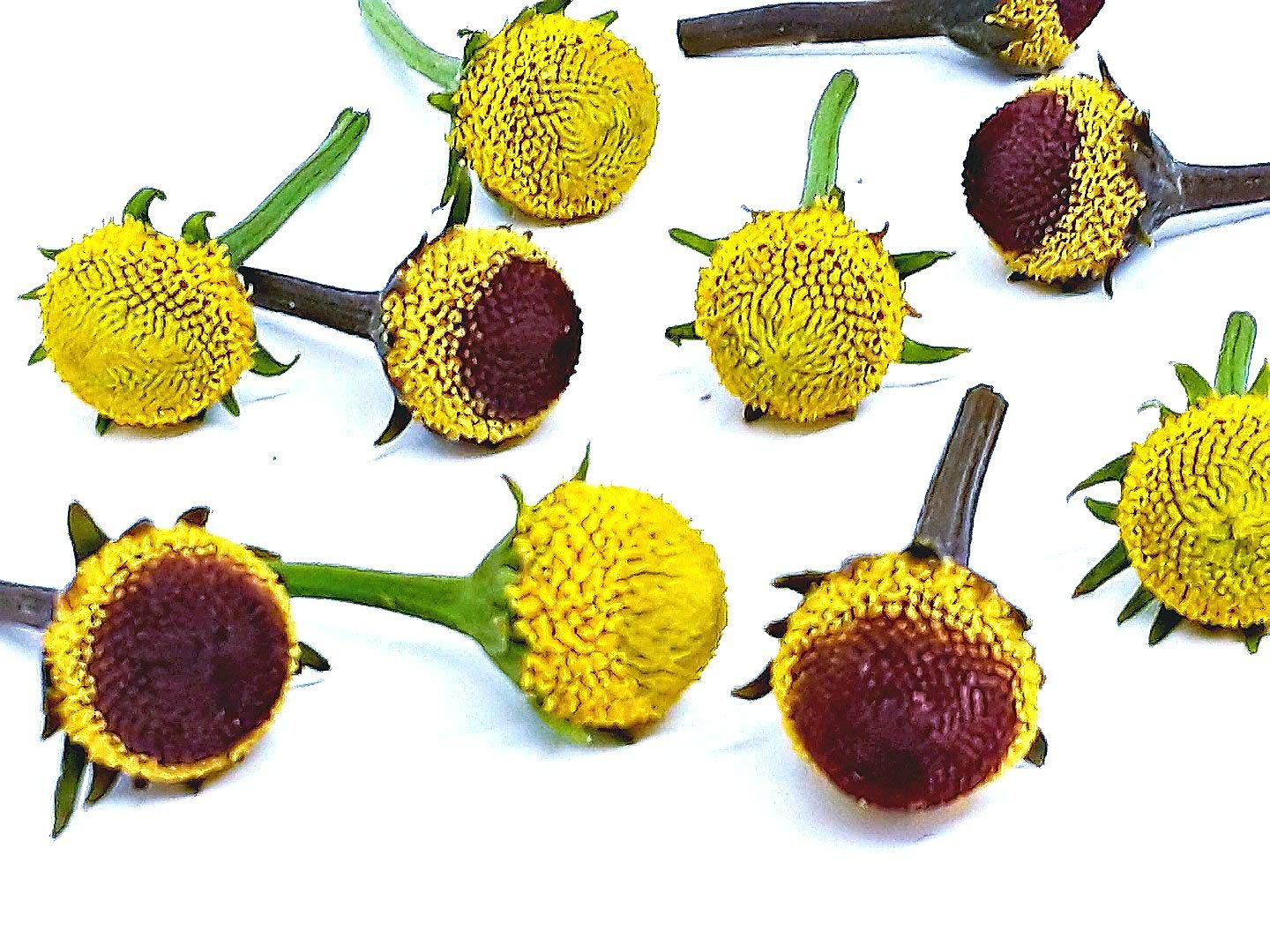 Amazon.com : Szechuan flowers,Paracress (Buzz buttons) Acmella oleracea ...