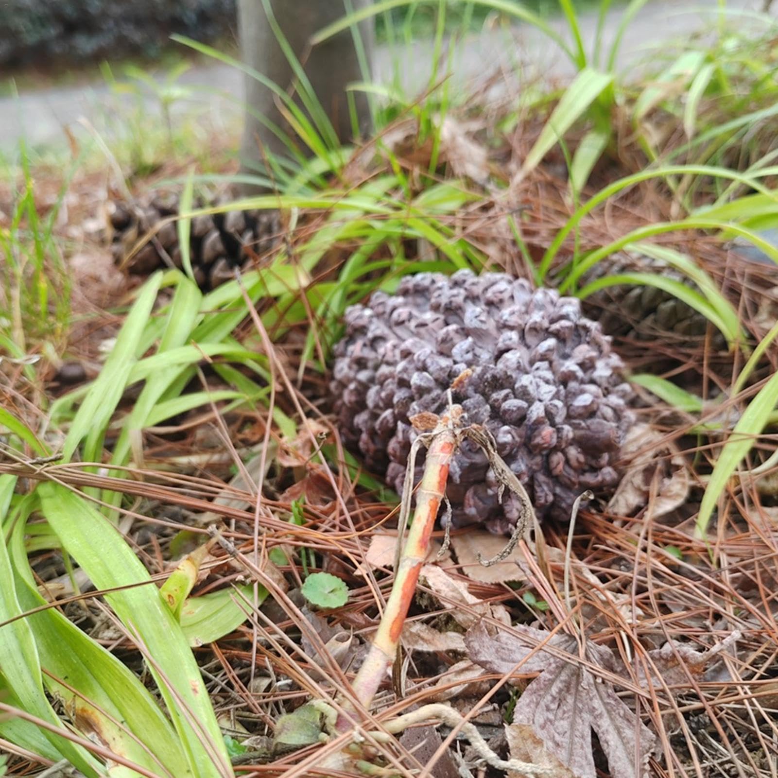 Key Hider Outdoor Pinecone Hide A Key | Garden Keys Storage Decorative ...