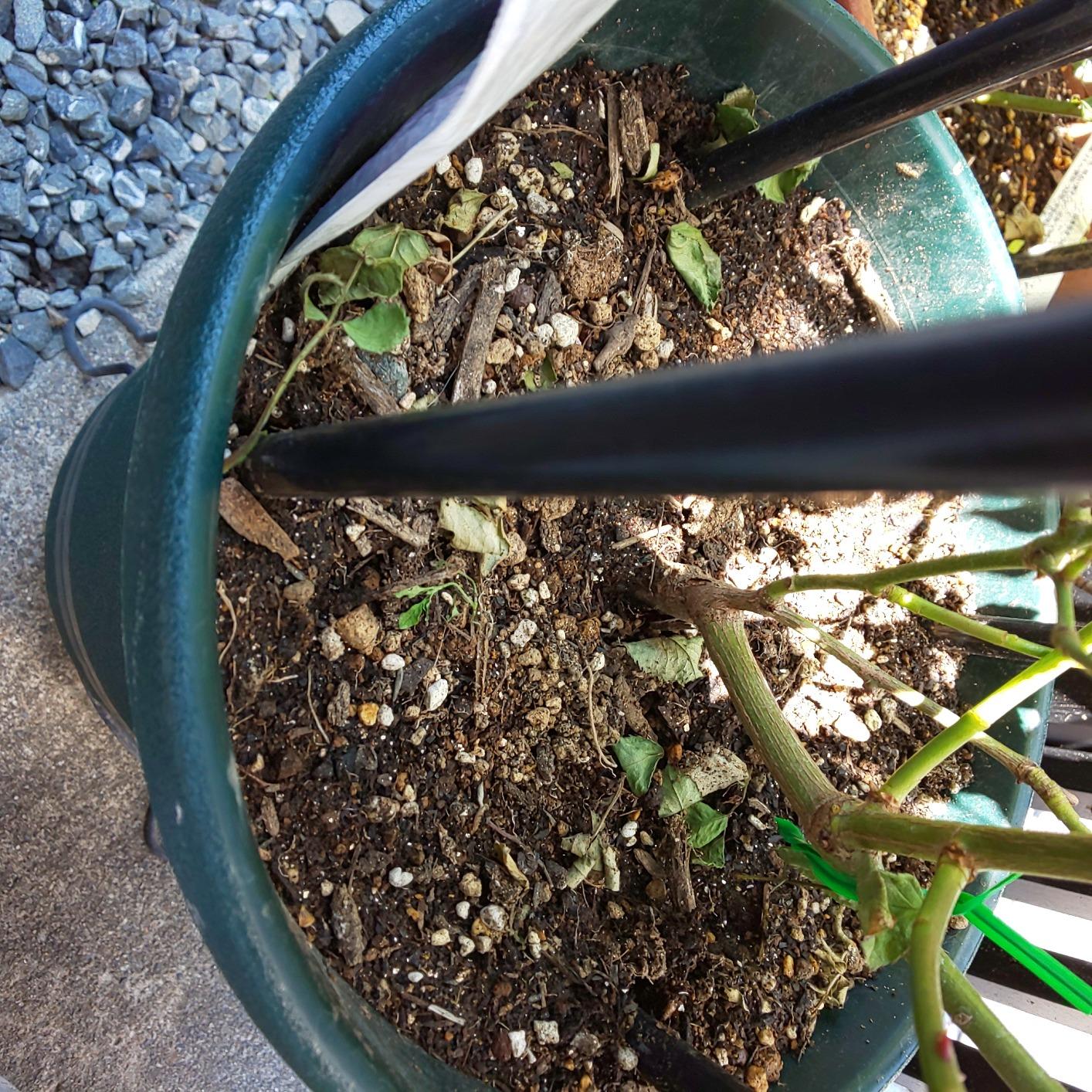 Amazon.co.jp: Protoleaf Keisei Rose Garden Soil, 3.1 gal (12L) : DIY, Tools & Garden