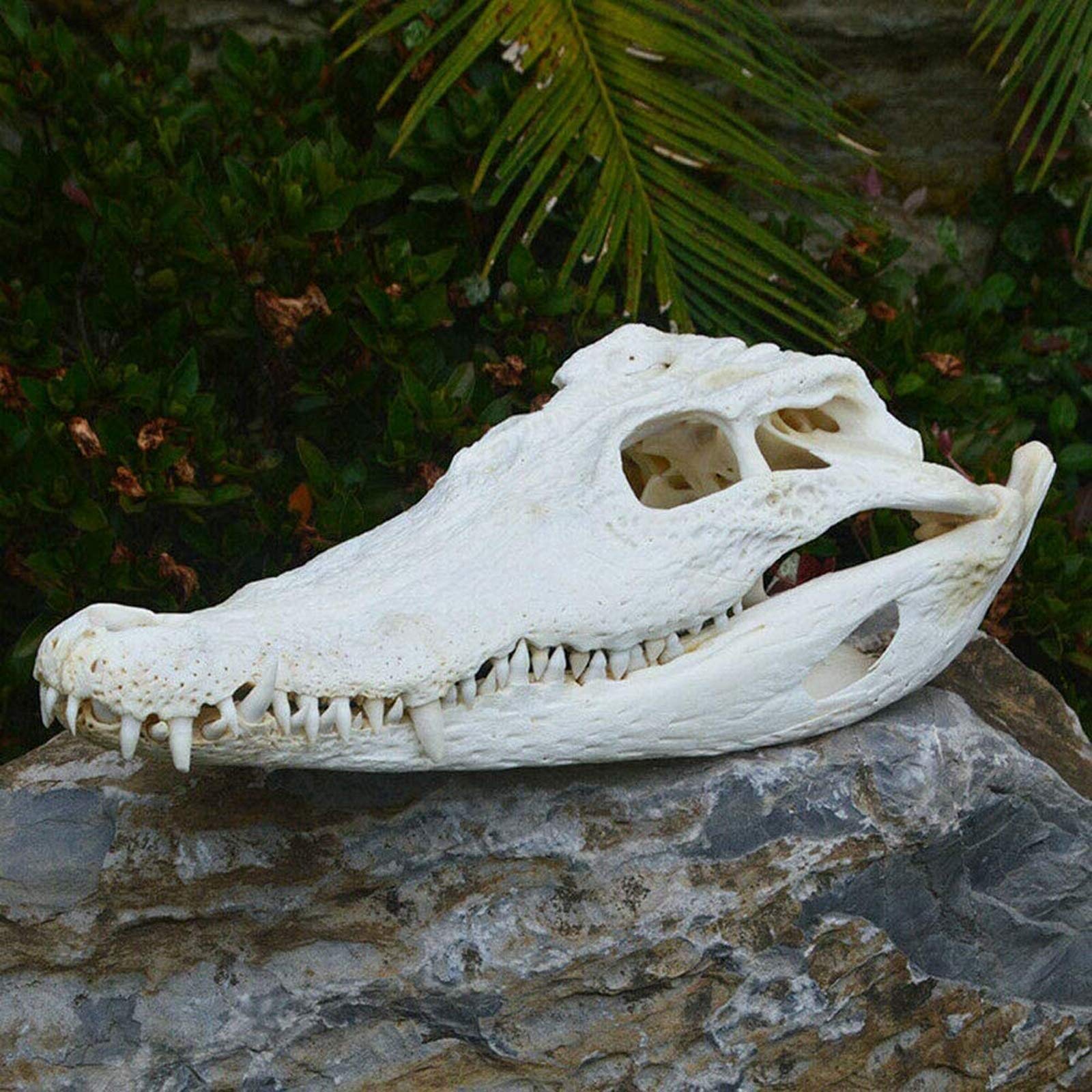 Crocodile Skull Anatomy Siamese Crocodile Skull – Deyrolle