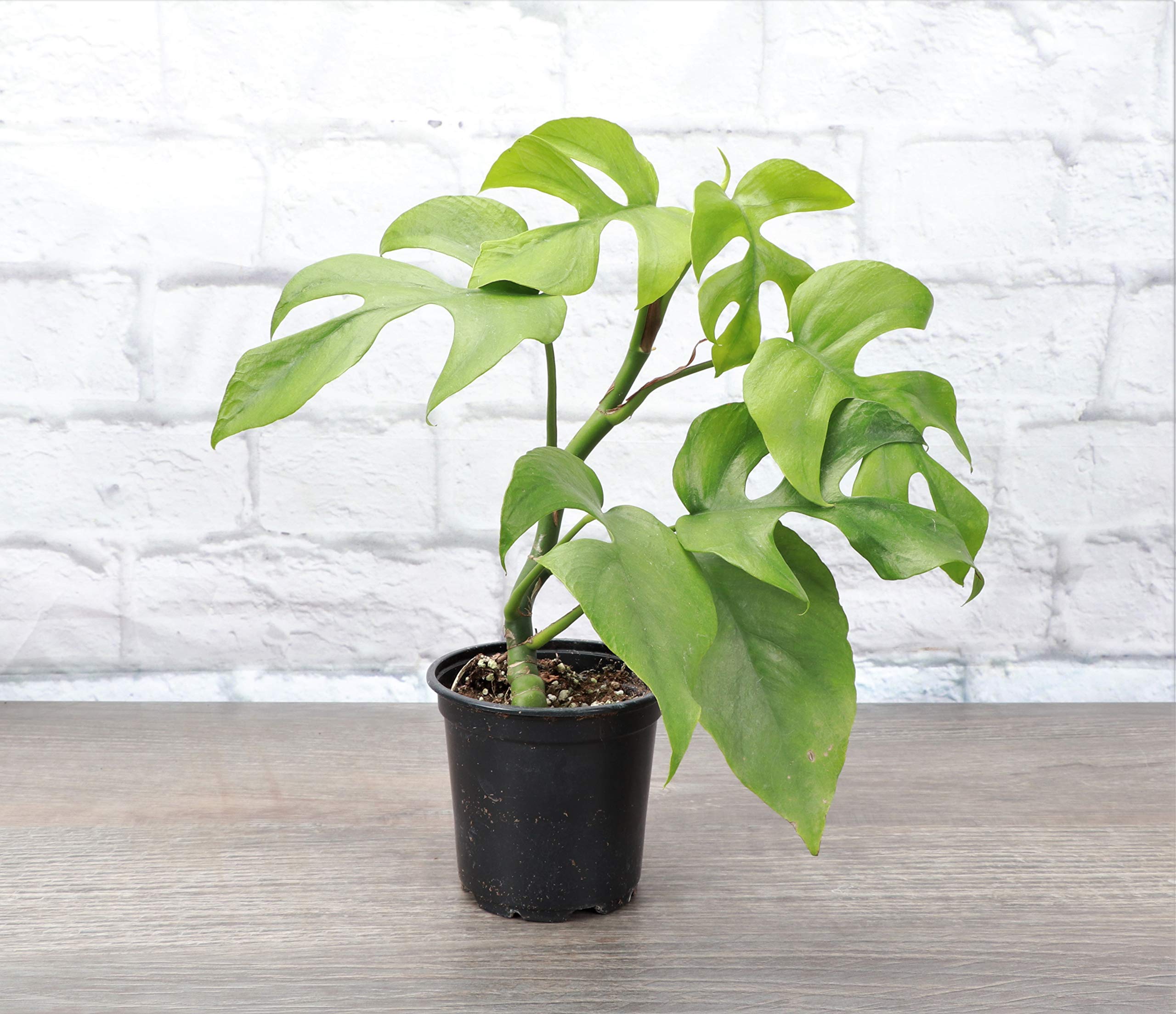 Buy Thorsen's Greenhouse Rhaphidophora tetrasperma, Live Indoor Plant ...
