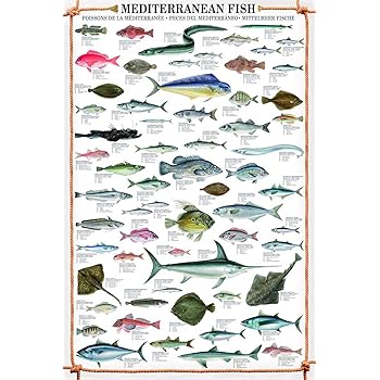 Grande affiche plastifiée Sea Fish POSTER poissons de mer dimensions ...