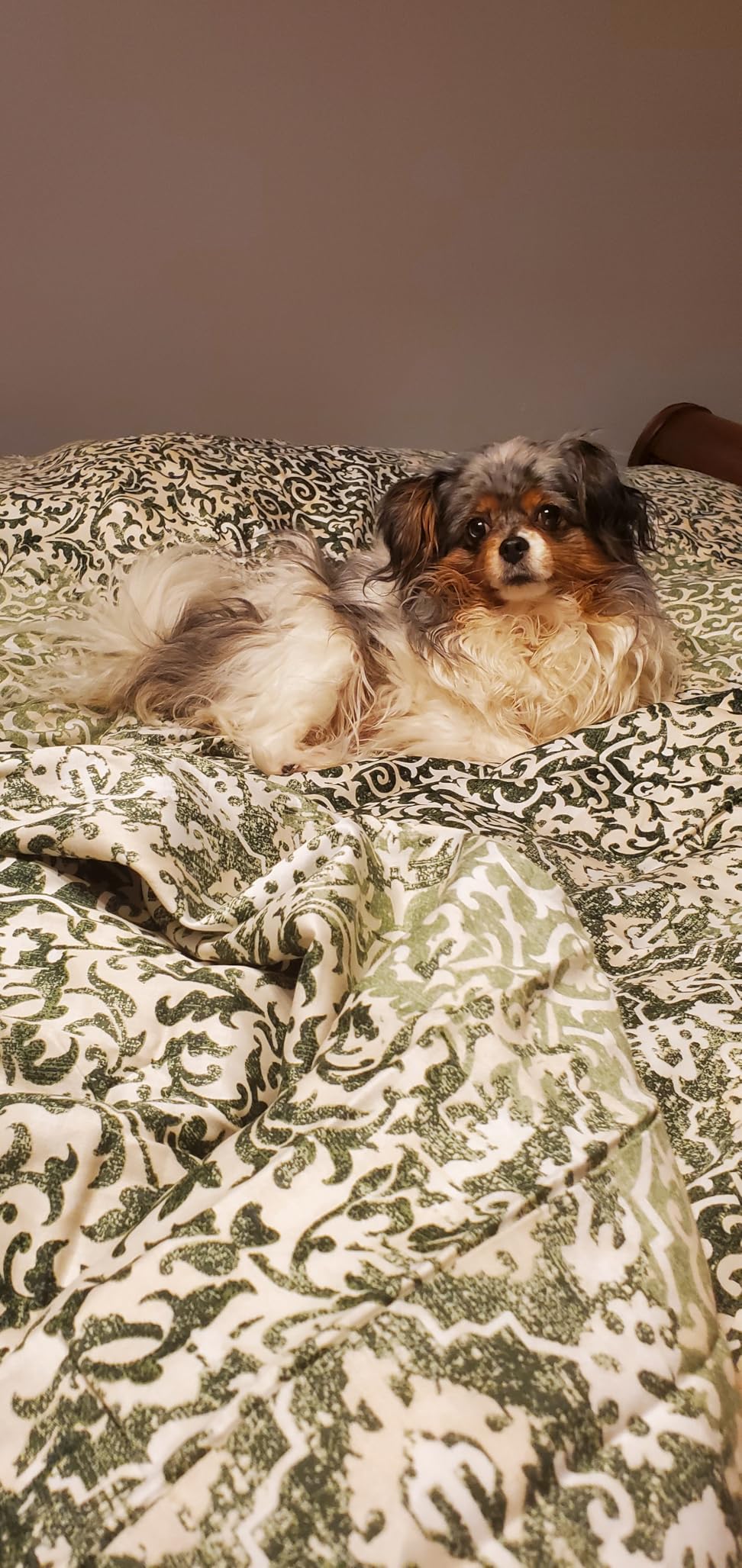 $20/mo - Finance L LOVSOUL Down Comforter Queen Size, 850+ Fill Power ...