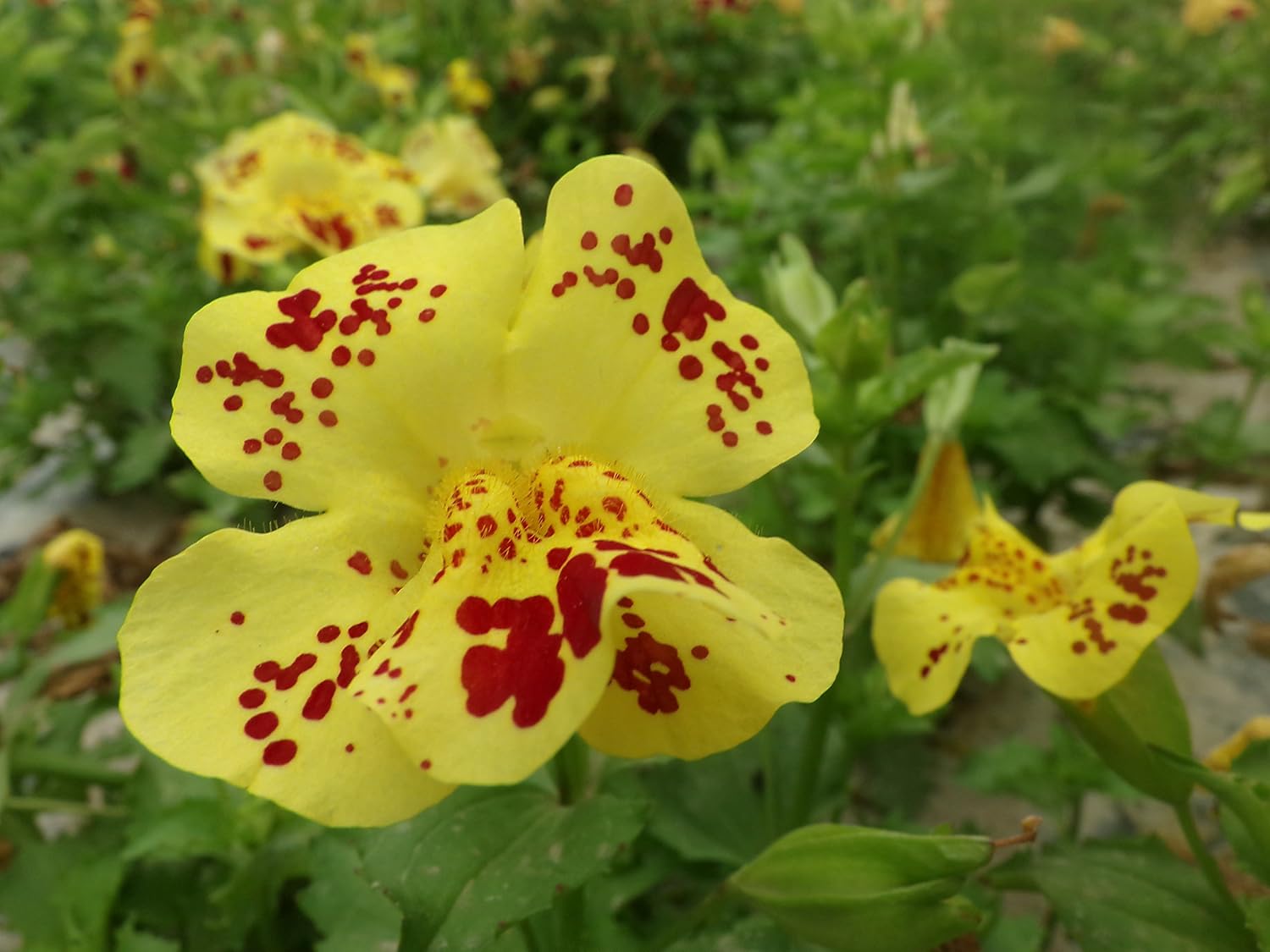 Amazon.com : Mimulus (Monkey-flowers / Musk-flowers) Yellow Monkey's ...