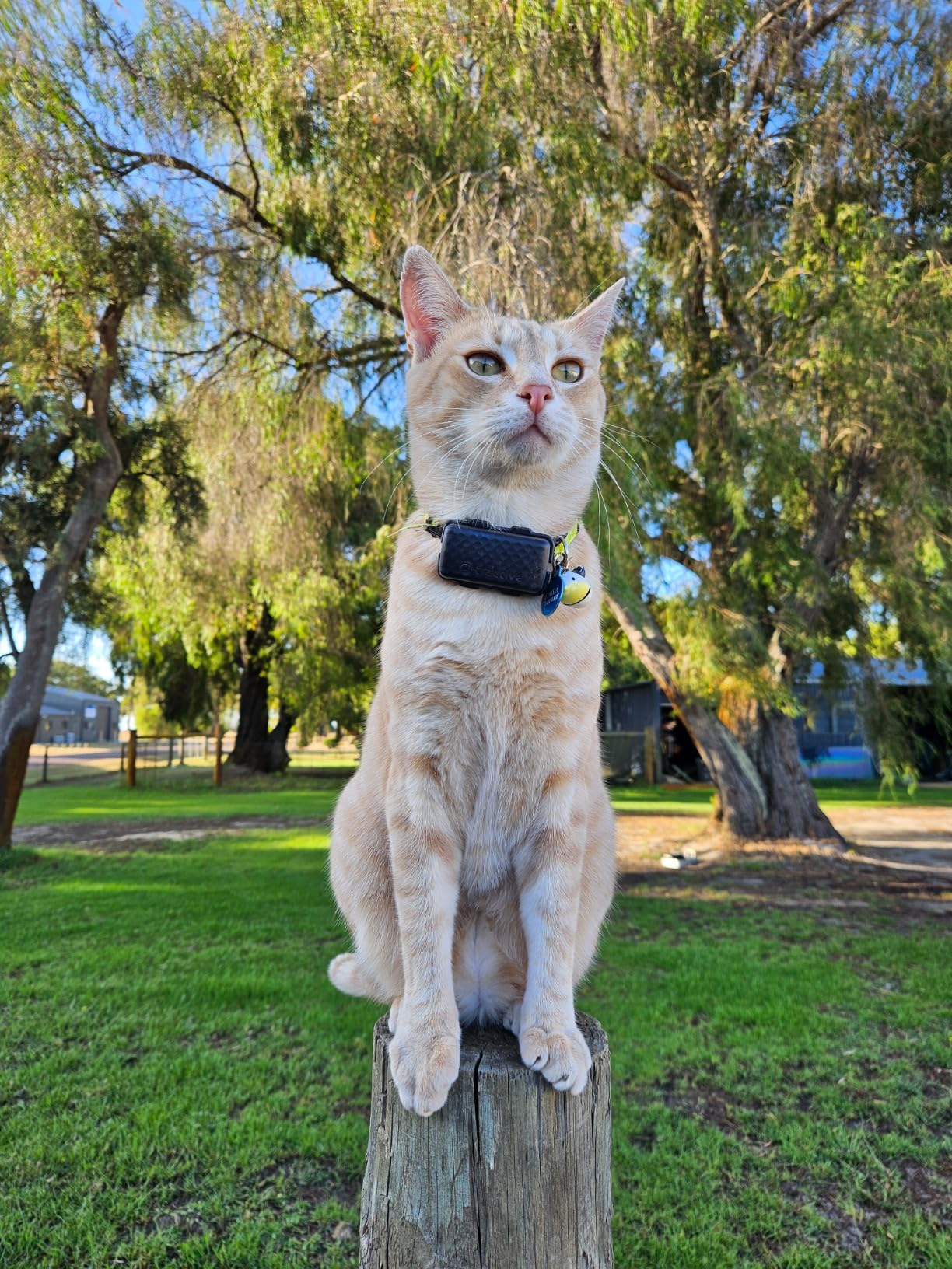 Tractive Mini GPS Cat Tracker | Market Leader | Real-Time Location ...