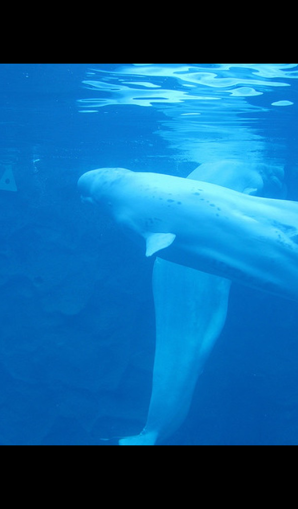 Aplicación Beluga Whale Wallpaper -- HD Wallpapers of Beluga Whale! en Amazon Appstore
