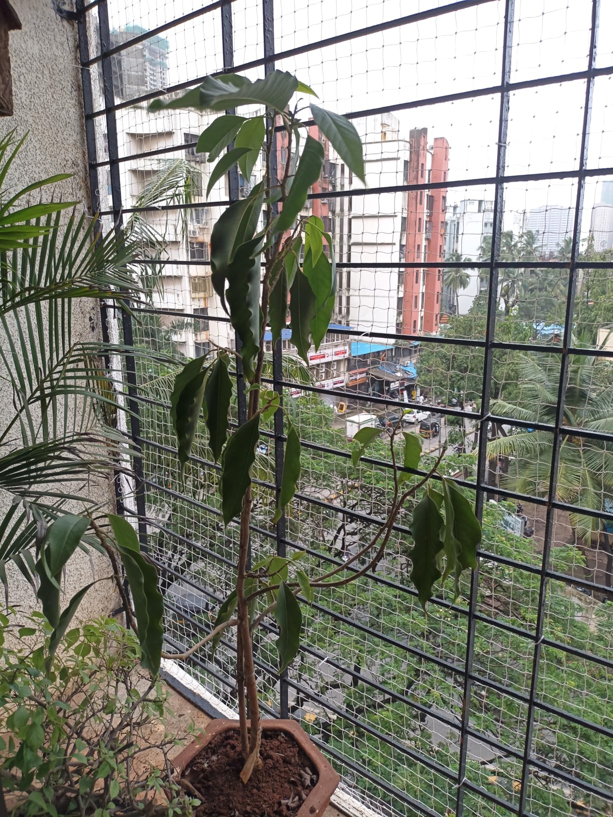 Neem Veda Organic Neem Oil Spray for Plants Insects, Ready to Use ...