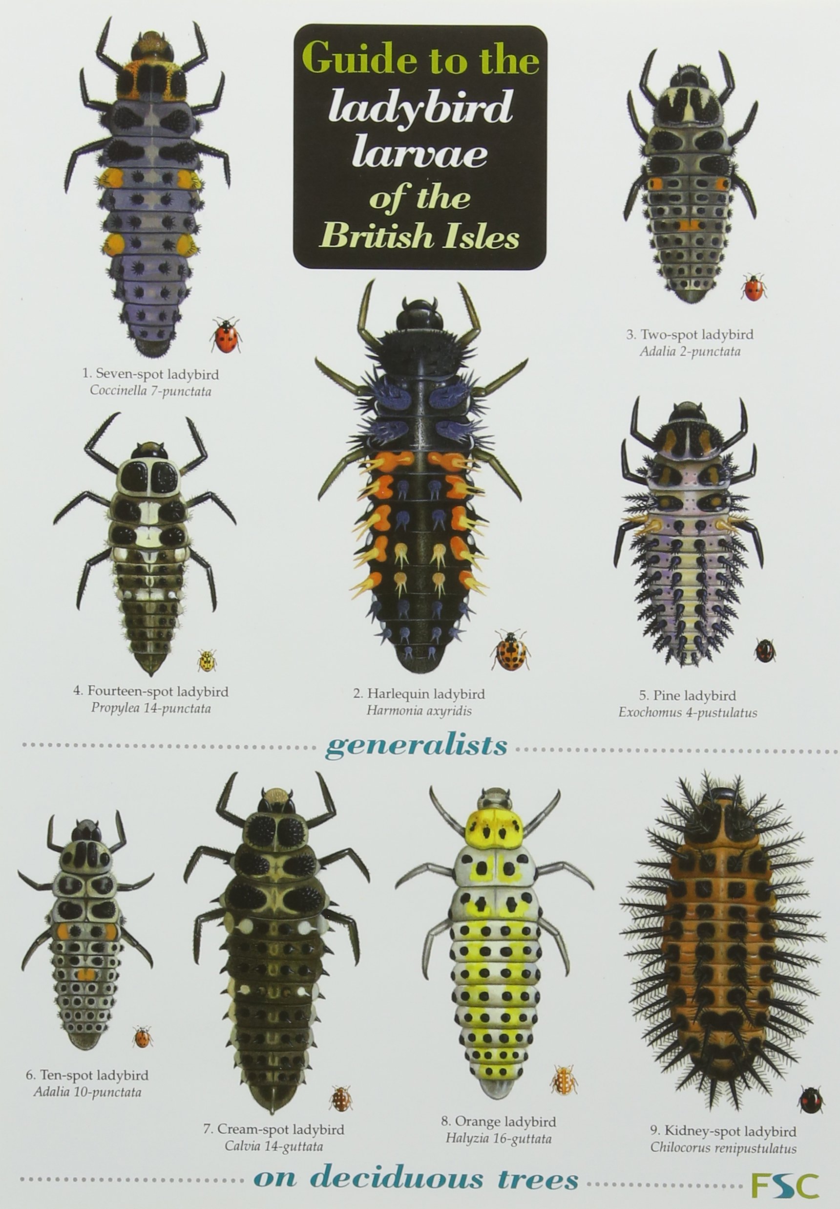Buy Guide to the Ladybird Larvae of the British Isles Online at ...