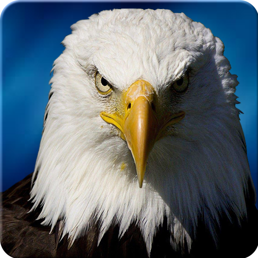 Ultimate Eagle Simulator 3d - App on Amazon Appstore