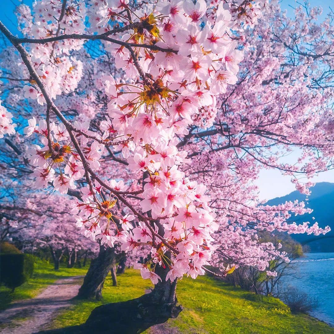 Amazon.com : Live Plants Japanese Pink Hiroshima Lovers Sakura Oriental ...
