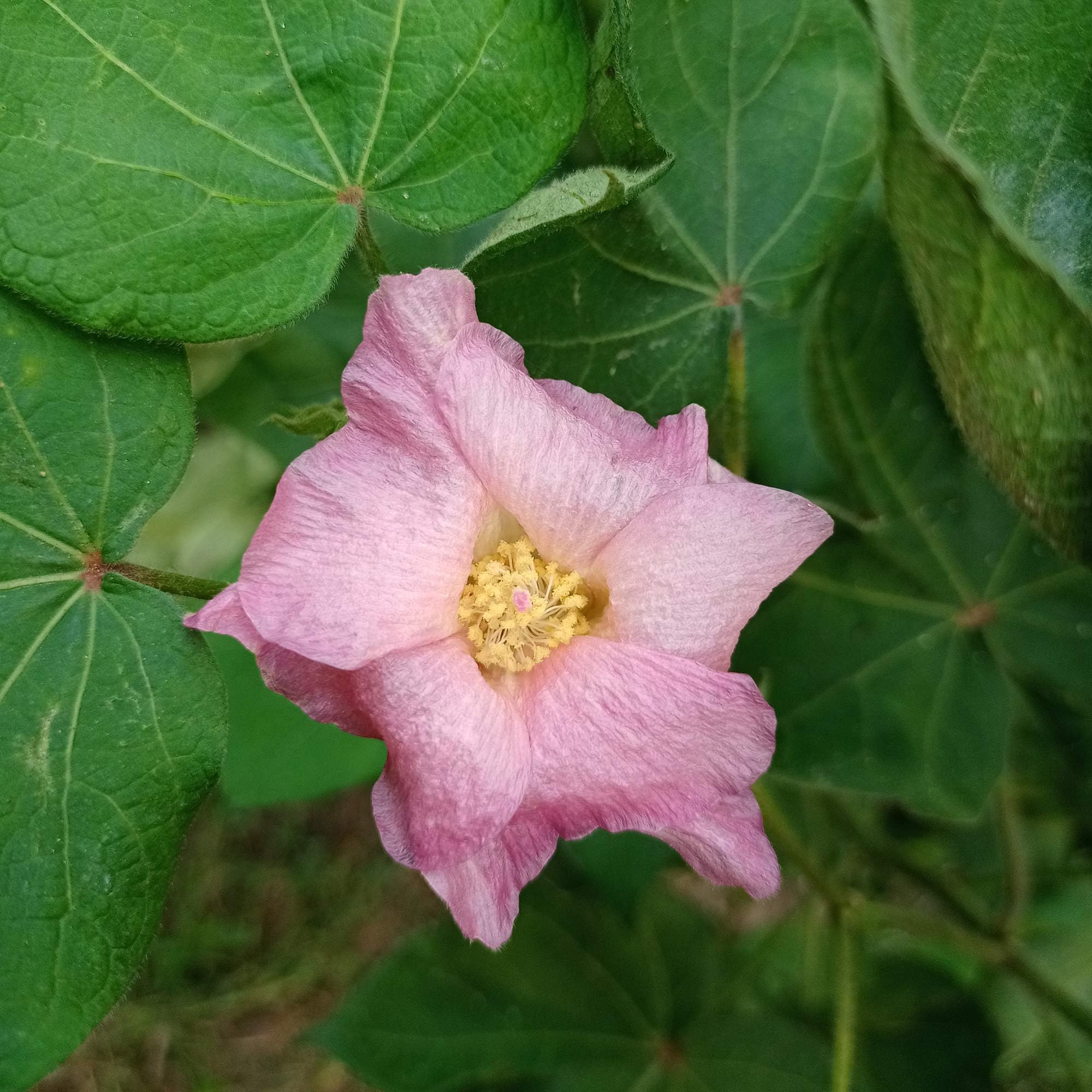 Amazon.com : 25 White Cotton Gossypium Seeds : Flowering Plants : Patio ...