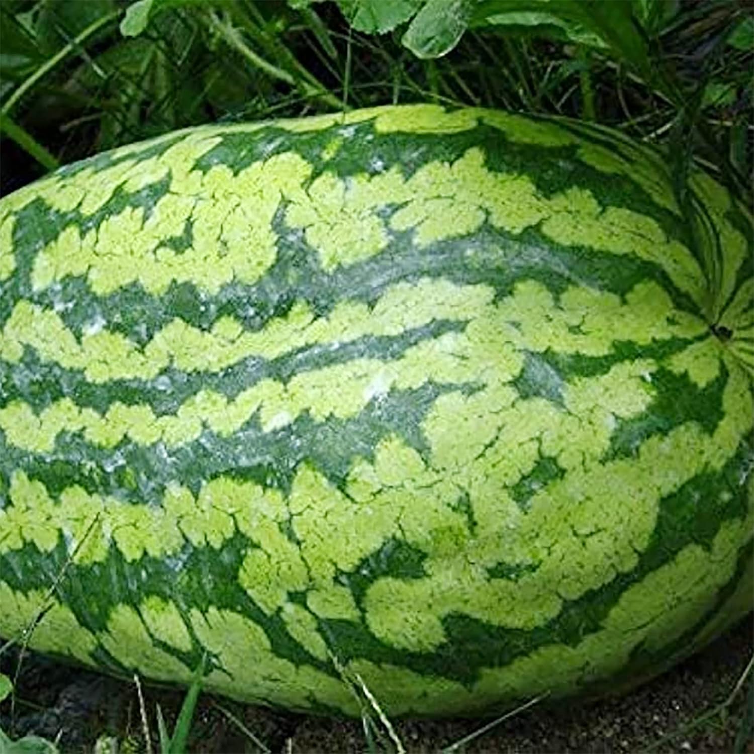 Amazon.com : QAUZUY GARDEN 25 Giant Watermelon Seeds for Planting ...