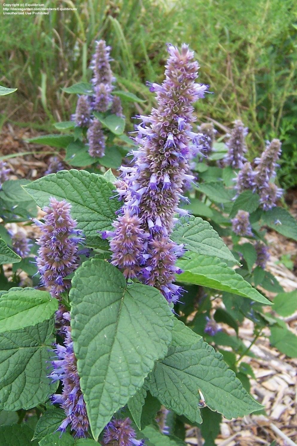 Amazon.com : 3 Anise Hyssop Plants : Patio, Lawn & Garden