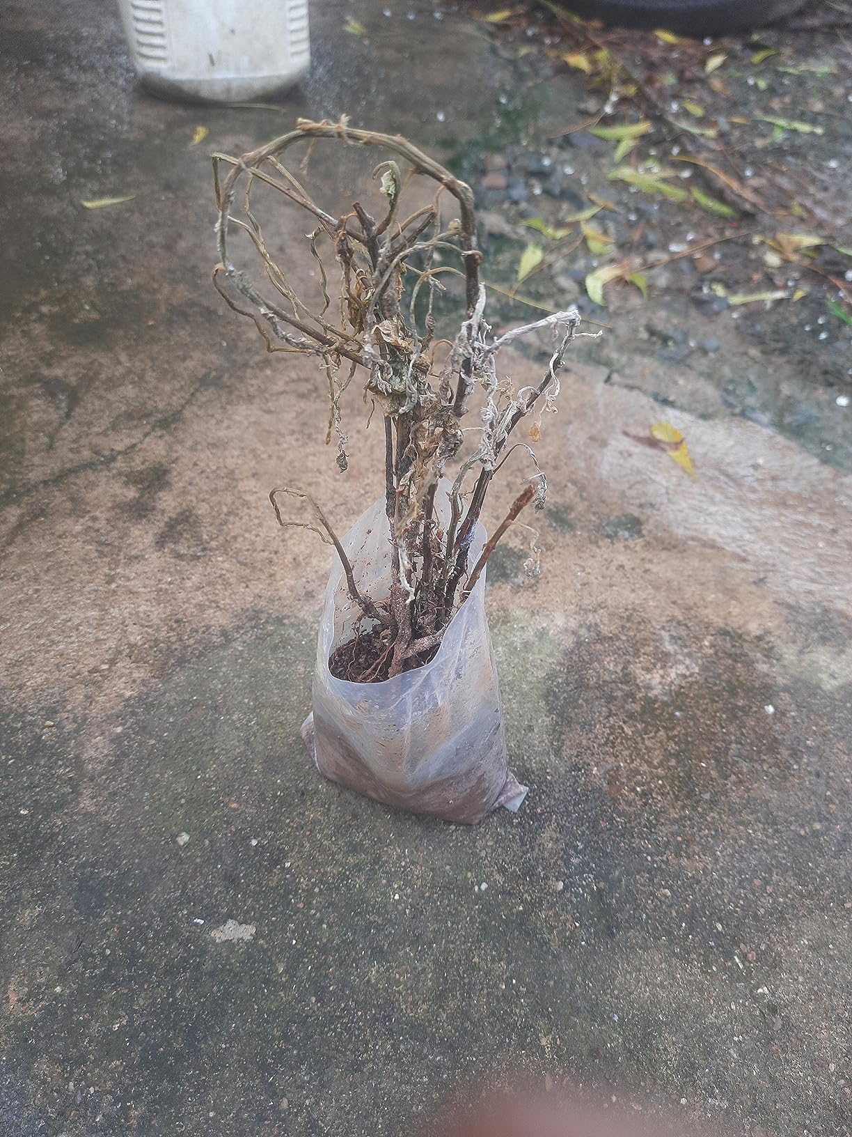Indian Copperleaf Indian acalypha Kupi Kuppai-meni Kuppameni Harita ...