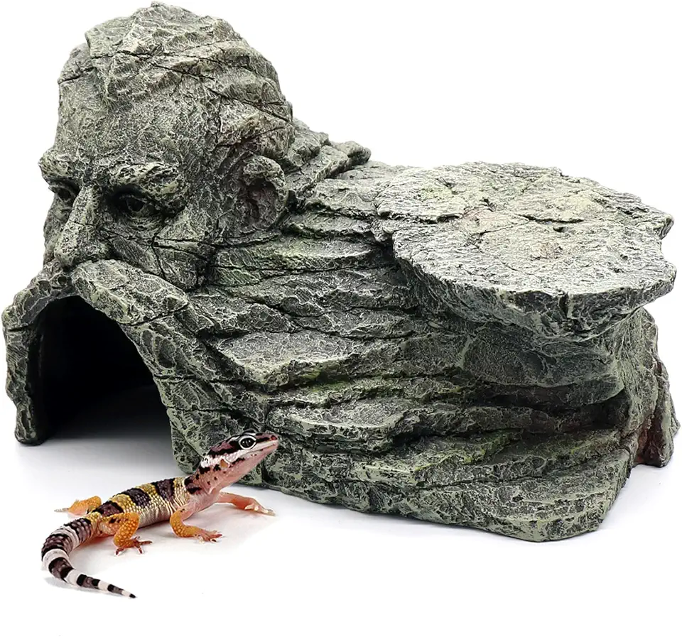 Where Do Lizards Seek Shelter During The Winter Months? | PetShun