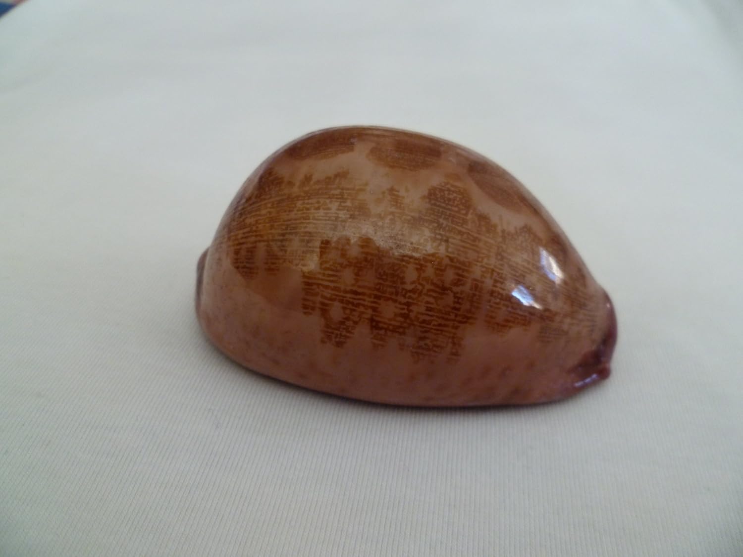 Amazon.com: Mappy Cowrie Shell Pink Seashell Decor : Home & Kitchen