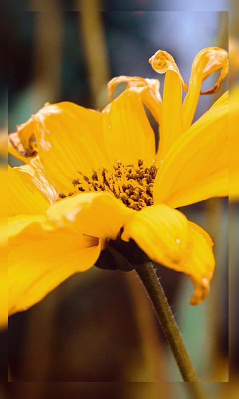 4K Marigold Flower Wallpapers:Amazon.it:Appstore for Android