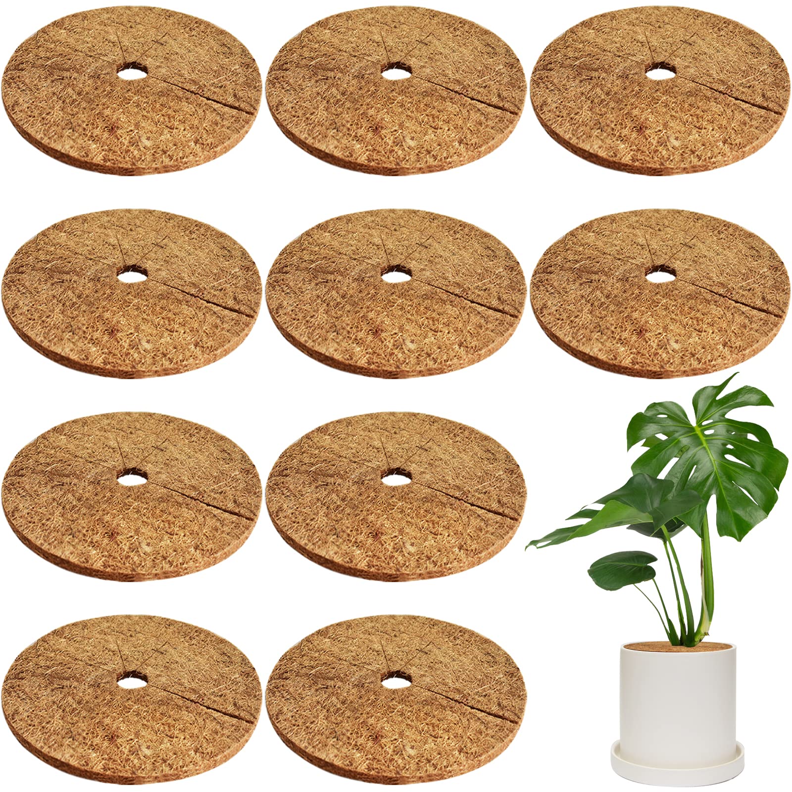 Amazon.com : ZeeDix 10 Pcs Coconut Fibers Mulch Ring Tree Protector Mat ...