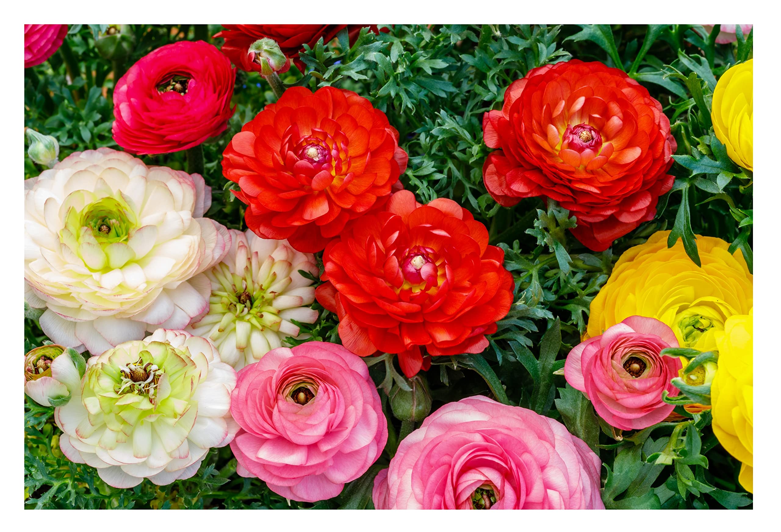 10 x Ranunculus Mix Summer Flowering Bulbs Persian Buttercup Aviv ...