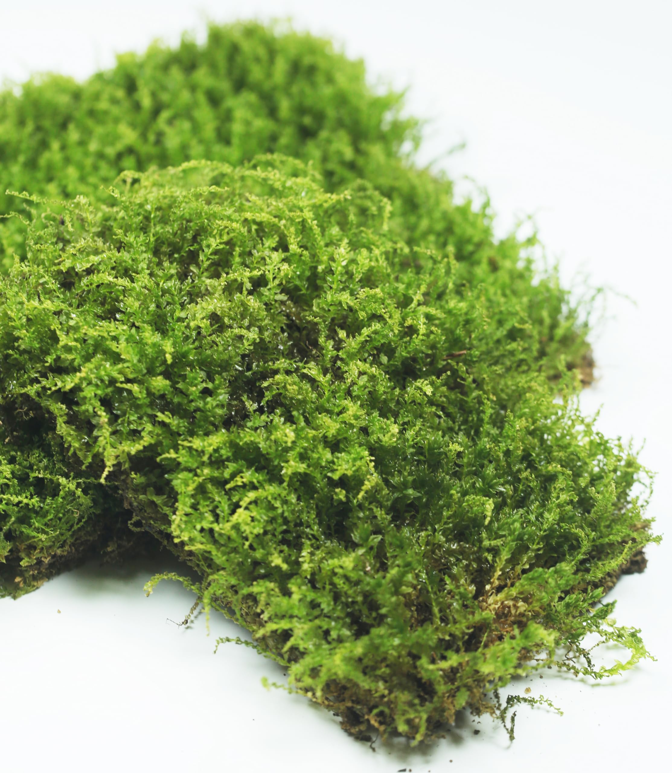 Amazon.com : Living Moss - Fresh Sheet Moss Perfect for Terrariums and ...