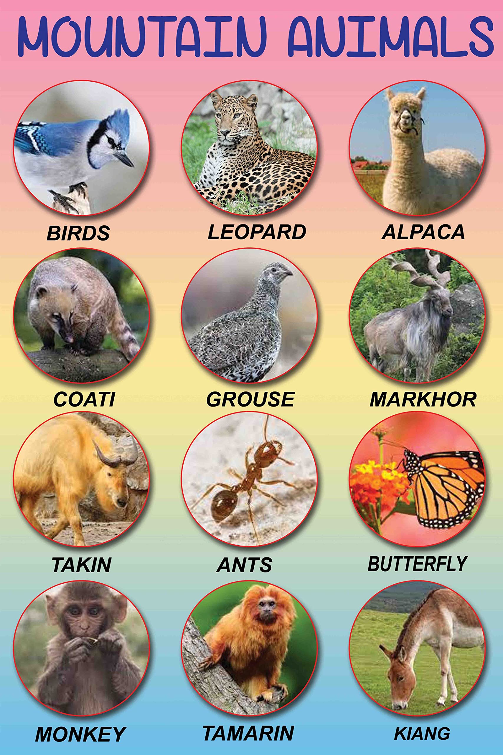 Mountain Animals List For Kids List Of Animal Names For Preschoolers